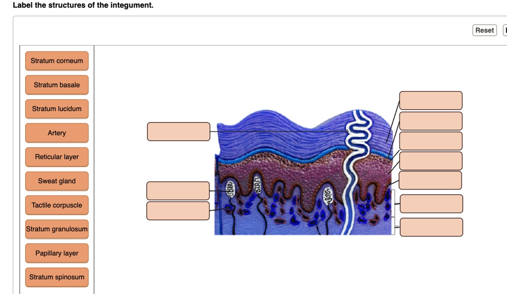 Label the structures of the integumentLabel the structures of the ...