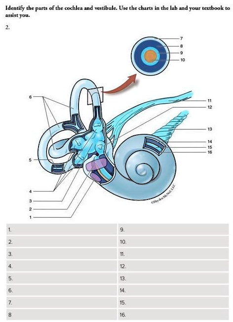 Identify the parts of the cochlea and vestibule. Use the charts in the ...