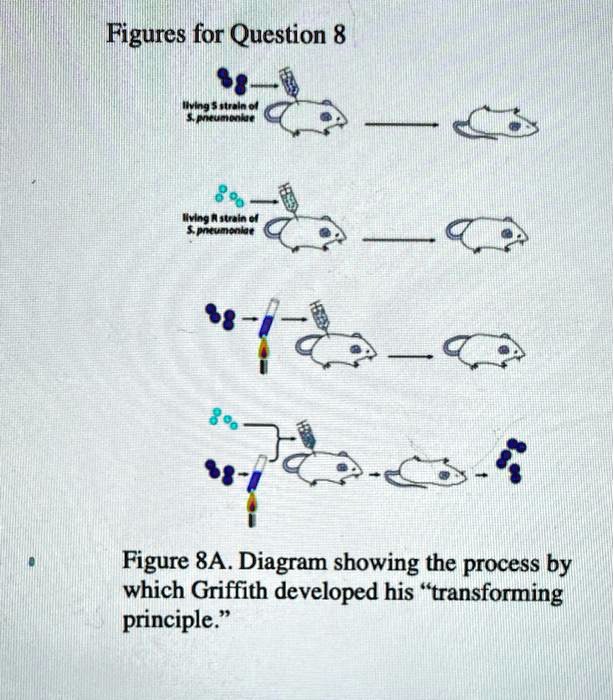 Solved An Illustration Of Griffiths Transformation Experiment Is