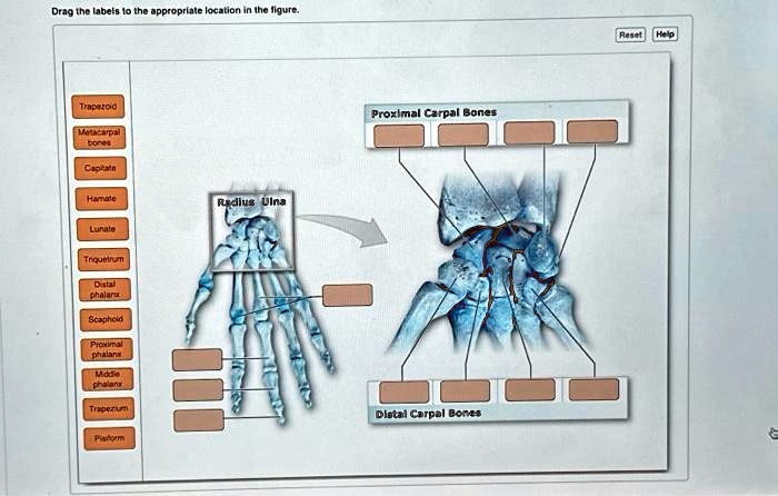 SOLVED: Texts: Drag the labels to the appropriate location in the ...