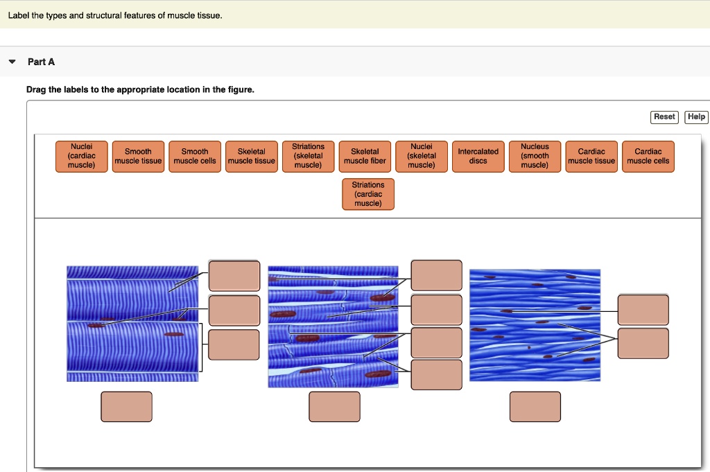 Label the types and structural features of muscle tissue. Part A Drag ...