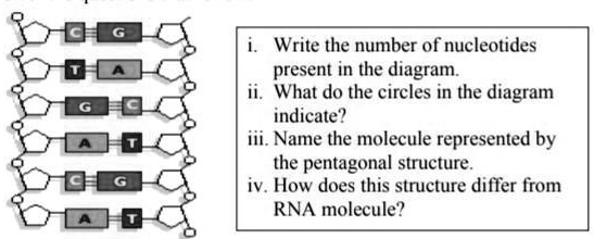 SOLVED: "Biology. Structure of DNA Write the number of nucleotides present in the diagram What ...