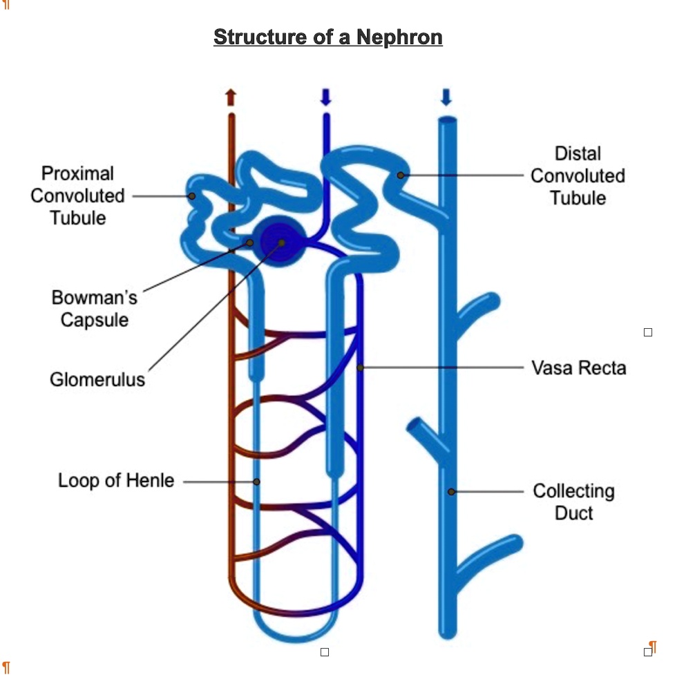SOLVED Structure Of A Nephron Distal Proximal Convoluted 45 OFF SOLVED Structure Of A Nephron Distal Proximal Convoluted 45 OFF