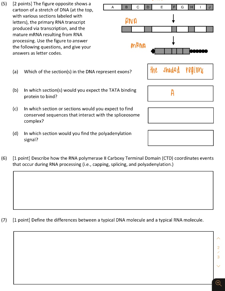 SOLVED: The figure opposite shows a cartoon of a stretch of DNA (at the ...