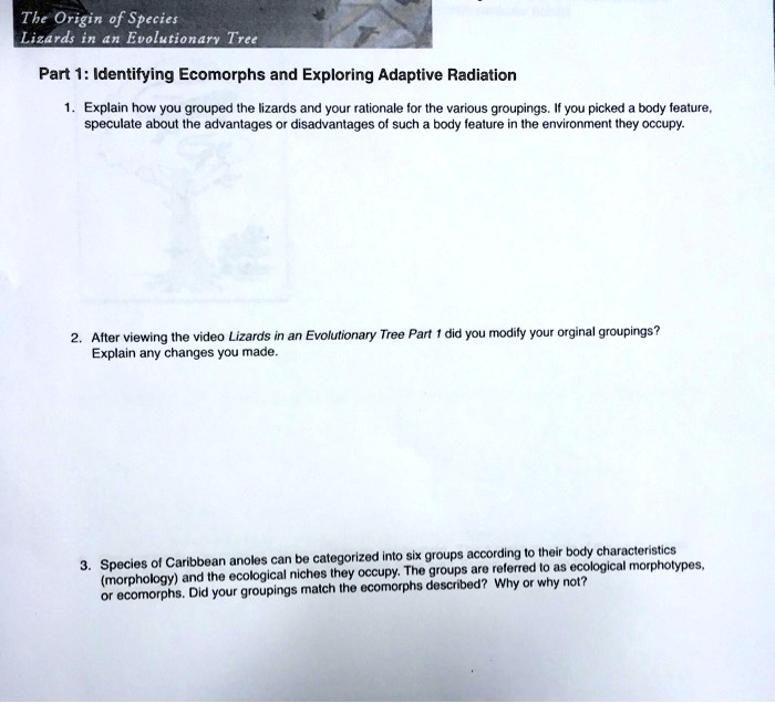 SOLVED: The Origin of Species: Lizards in an Evolutionary Tree Part 1 ...