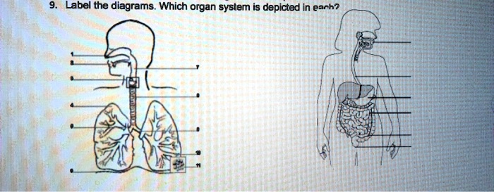 SOLVED: Label the diagrams: Which organ system is depicted In each?