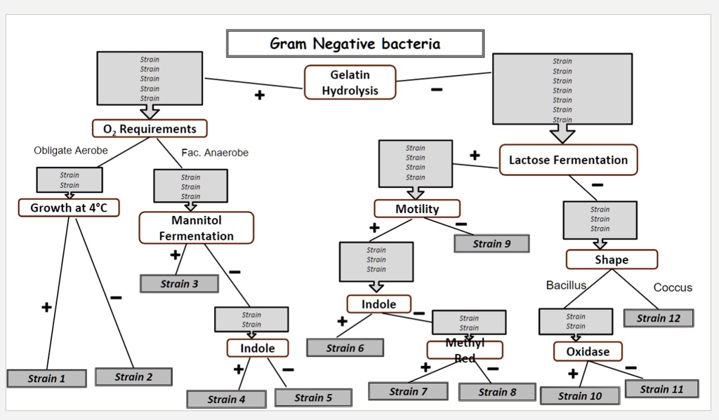 Strain Strain Strain Strain Strain + O2 Requirements Obligate Aerobe ...