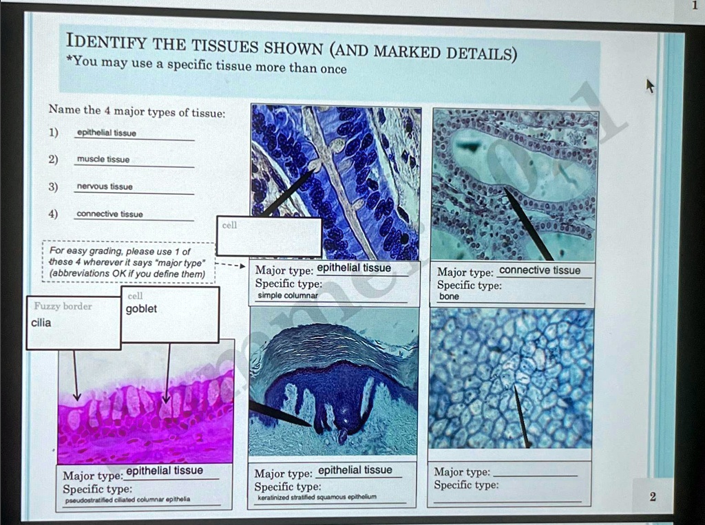 IDENTIFY THE TISSUES SHOWN (AND MARKED DETAILS) *You may use a specific ...