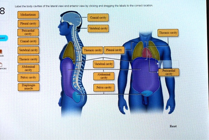not sure about these answers 8 label the body cavitles of the lateral ...