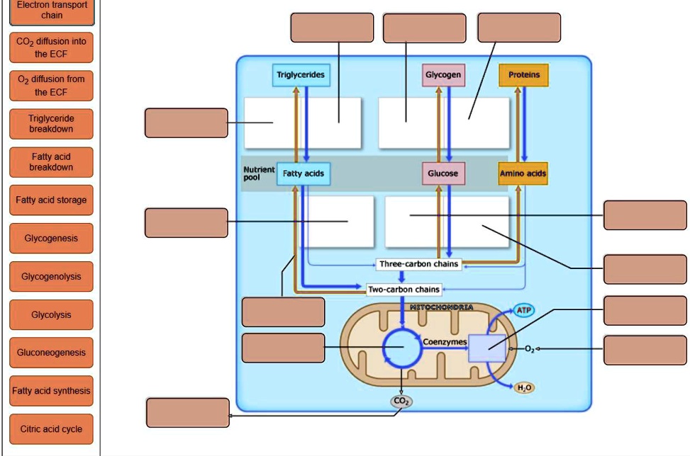 Electron transport chain CO diffusion into the ECF O diffusion from the ...