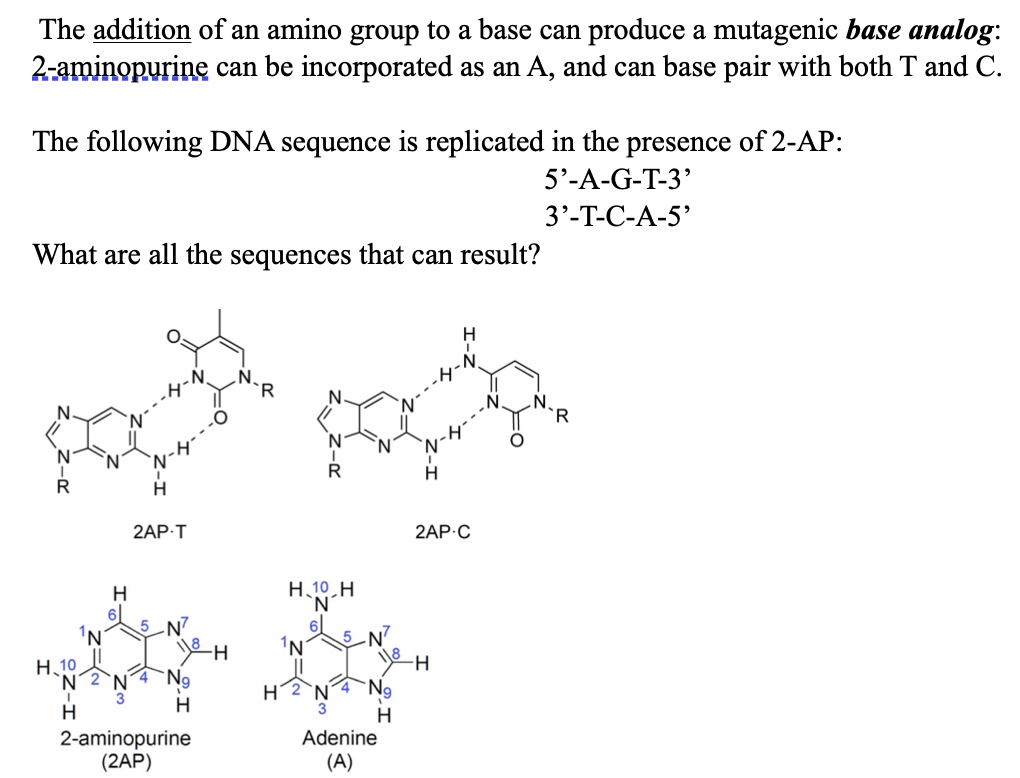 SOLVED: The addition of an amino group to a base can produce a mutagenic base analog: 2 ...