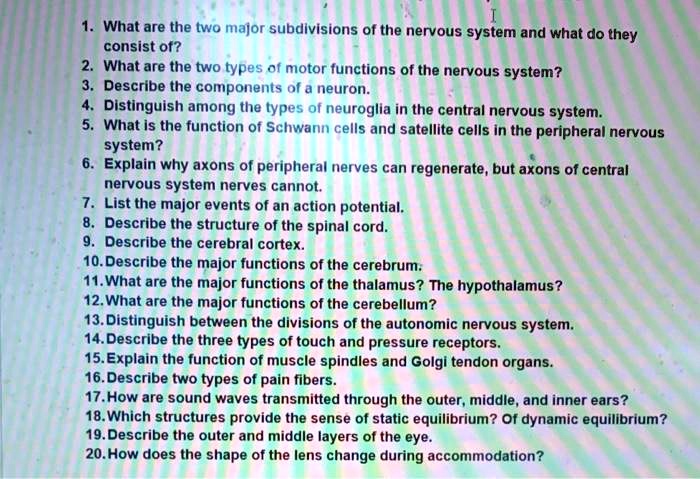 SOLVED: 1. What are the two major subdivisions of the nervous system and what do they consist of ...