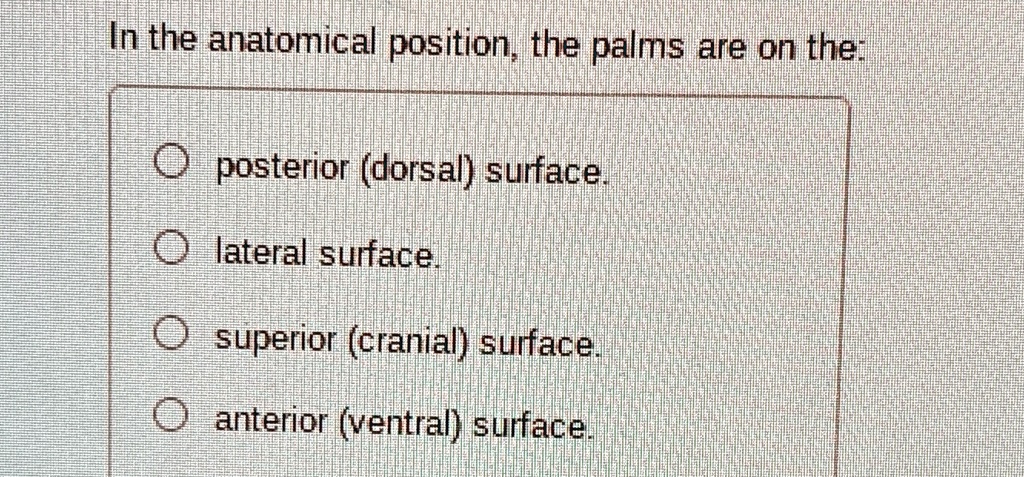 In the anatomical position, the palms are on the: posterior (dorsal ...