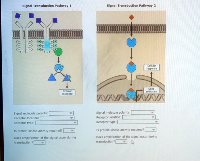 SOLVED: Signal Transduction Pathway Cellular signaling is a complex ...