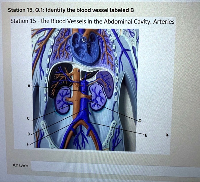 SOLVED: Station 15, Q.1: Identify the blood vessel labeled B. Station ...