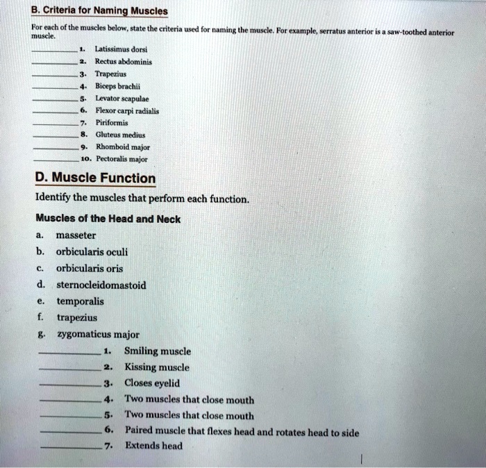 B. Criteria for Naming Muscles For each of the muscles below, state the ...