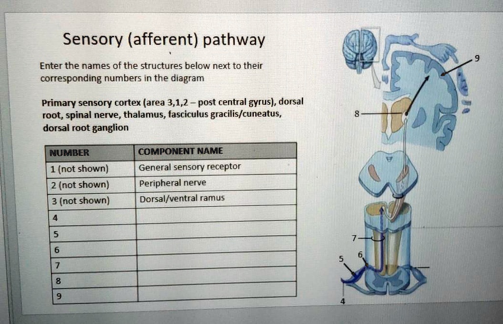 Sensory (afferent) pathway Enter the names of the structures below next ...