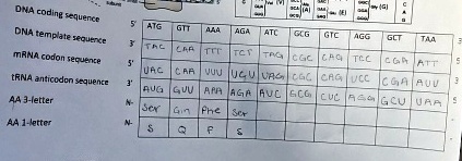 DNA coding sequence DNA template sequence mRNA codon sequence tRNA anticodon sequence AA 3 ...