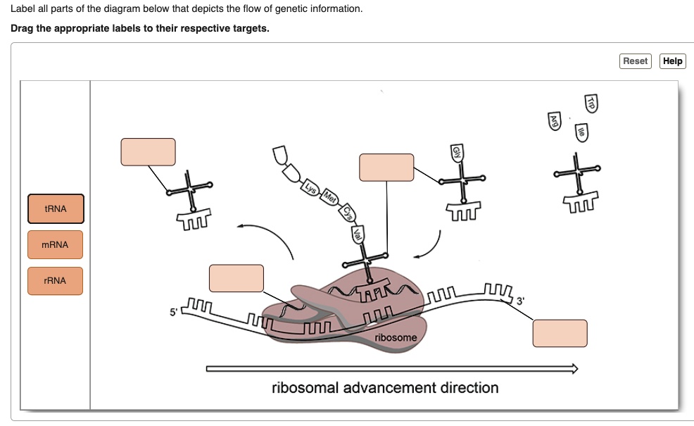 label all parts of the diagram below that depicts the flow of genetic ...