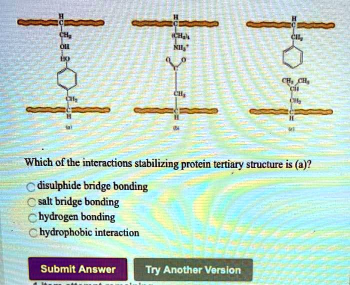 SOLVED: Which of the interactions stabilizing protein tertiary ...