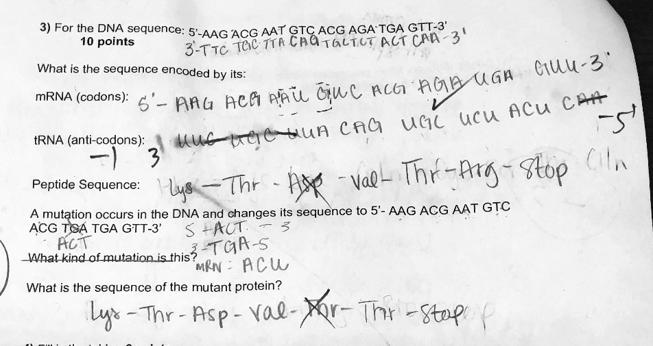 SOLVED:3) For the DXA sequence: 5'-AAG ACG AAT GTG ACG AGA TGA GTT 3' 3 ...