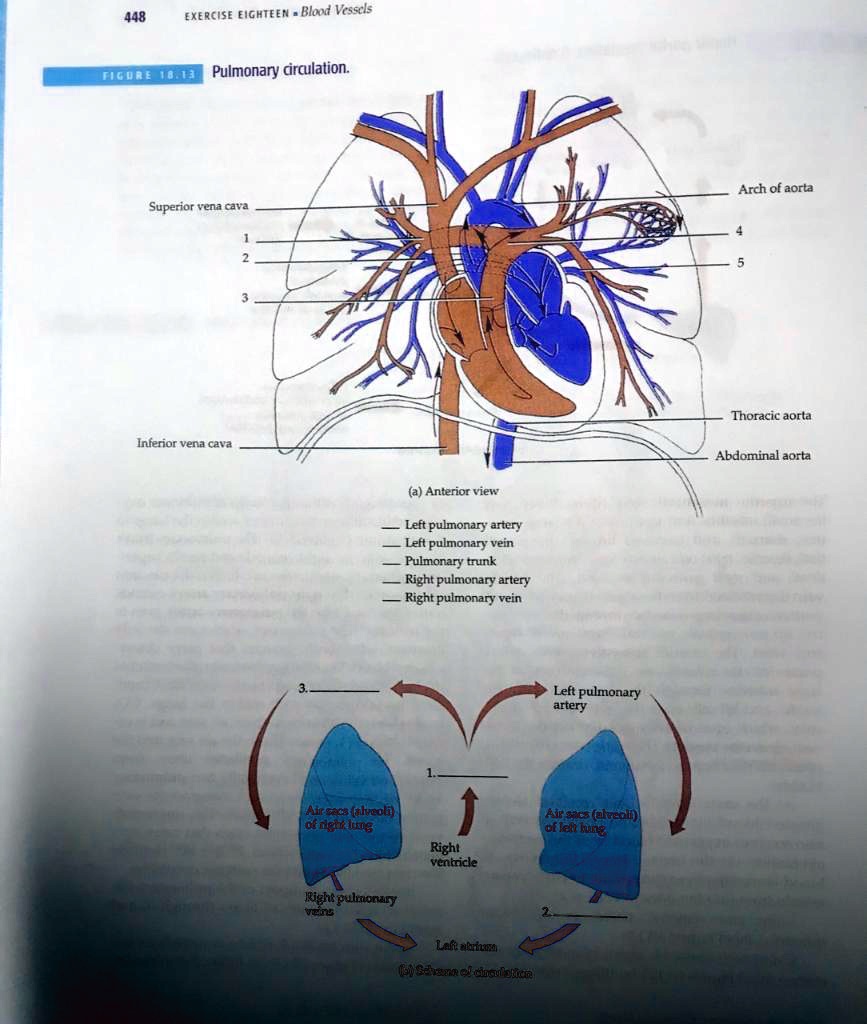 SOLVED: EXERCISE EIGHTEEN: Blood Circulation FIGURE 18.13: Pulmonary Circulation. Arch of aorta ...