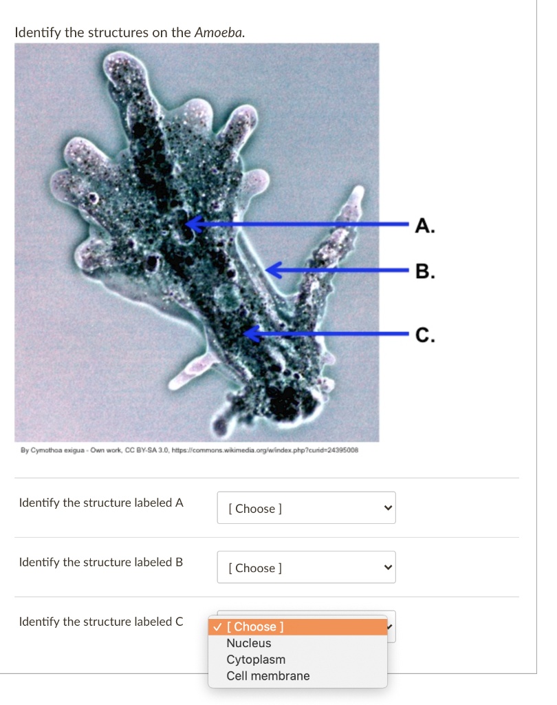 SOLVED:Identify the structures on the Amoeba: A_ B. C Dy Cymathaa eioua ...