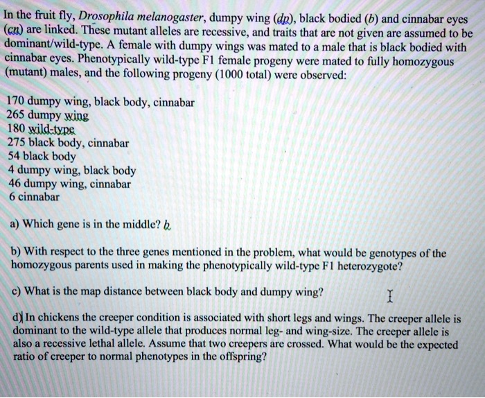 in the fruit fly drosophila melanogaster dumpy wing dp black bodied b ...