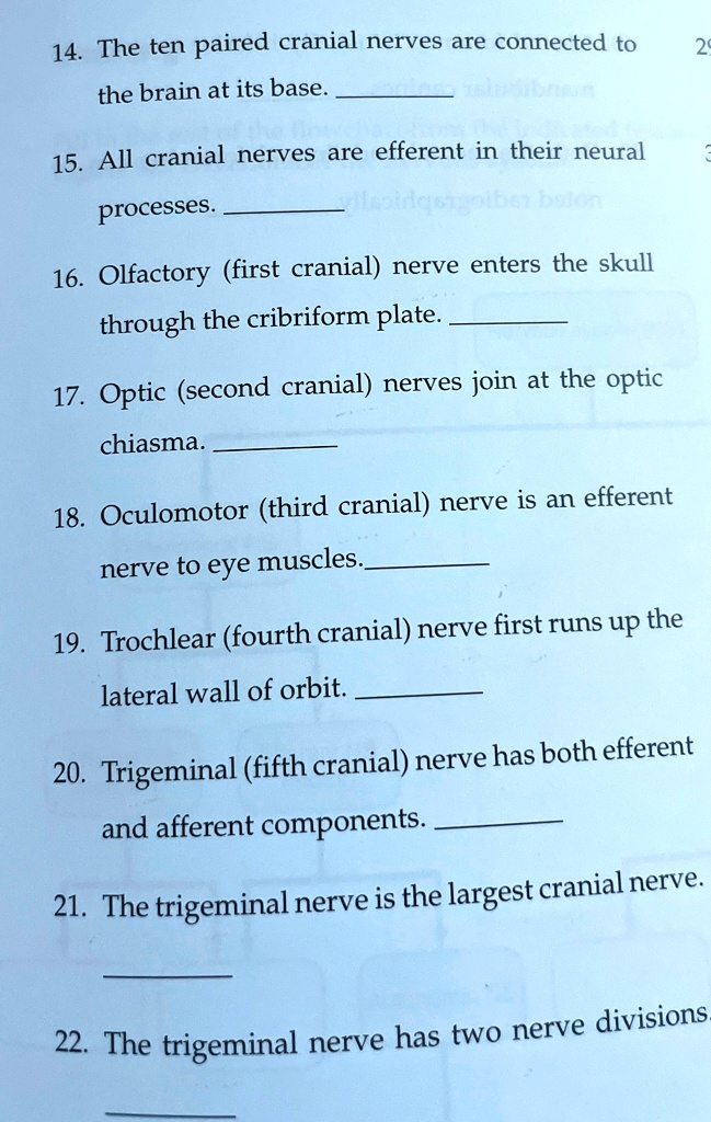 14 the ten paired cranial nerves are connected to the brain at its base ...