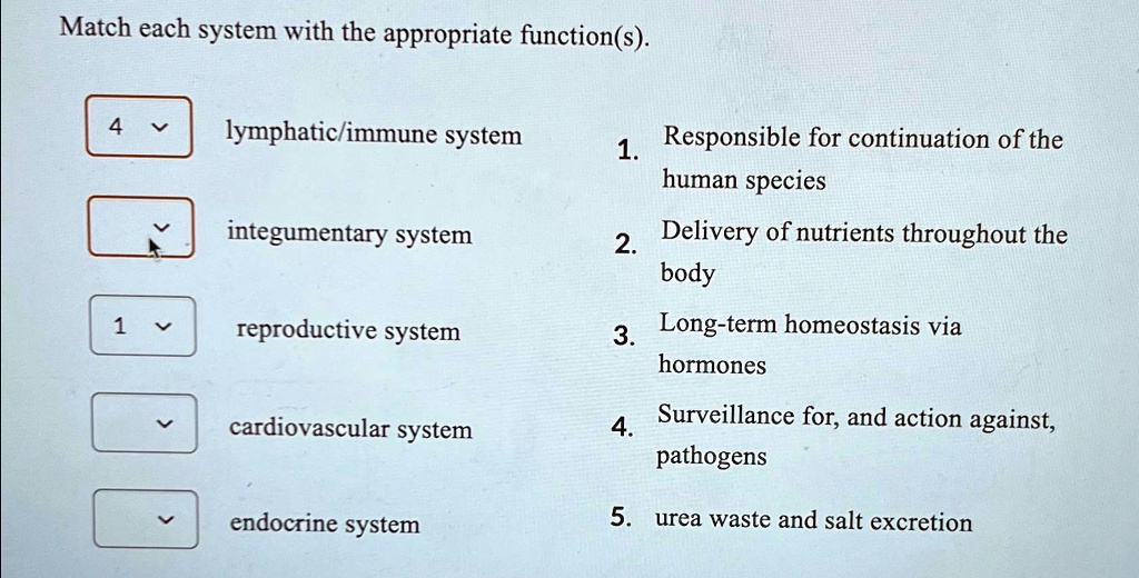 Match each system with the appropriate function(s). 4 lymphatic/immune ...