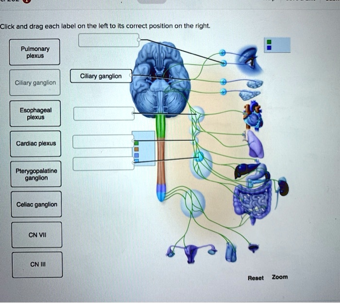 Click and drag each label on the left to its correct position on the right. Pulmonary plexus ...
