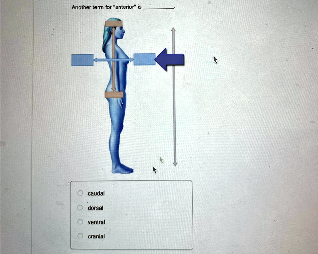 another term for anterior is caudal dorsal ventral cranial another term ...