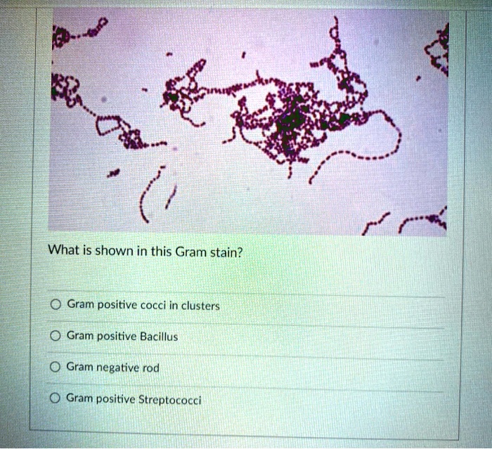 What is shown in this Gram stain? Gram positive cocci in clusters Gram ...