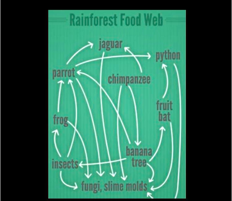 Rainforest Food Web jaguar python parrot chimpanzee fruit bat frog ...