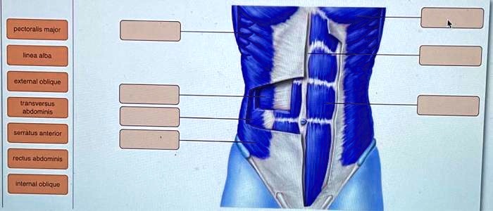 Texts: match these muscles pectoralis major linea alba external oblique ...
