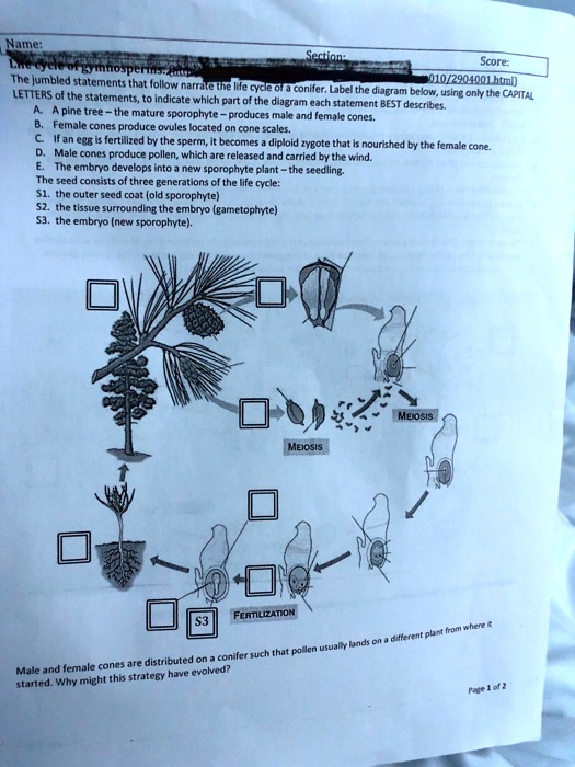 Name: Like cycle of gymnosperins. Section: Score: 010/2904001.html) The ...