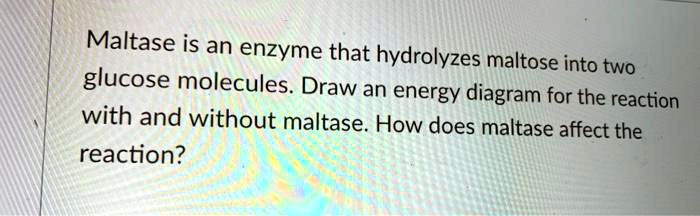 SOLVED: Maltase is an enzyme that hydrolyzes maltose into two glucose ...