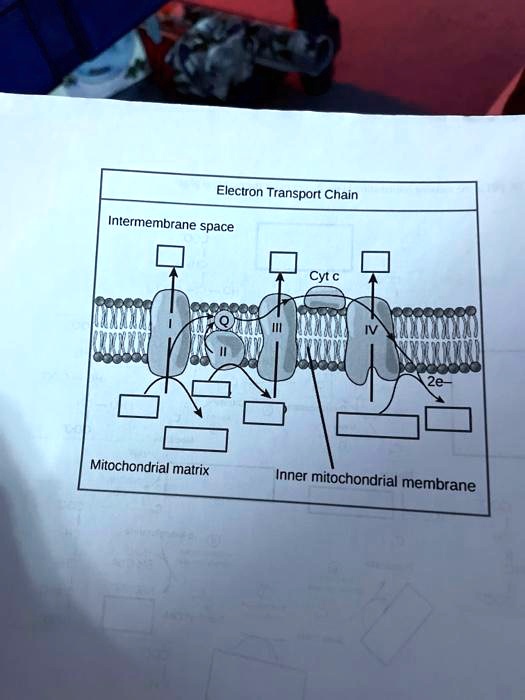 SOLVED: Electron Transport Chain Intermembrane space Mitochondrial ...