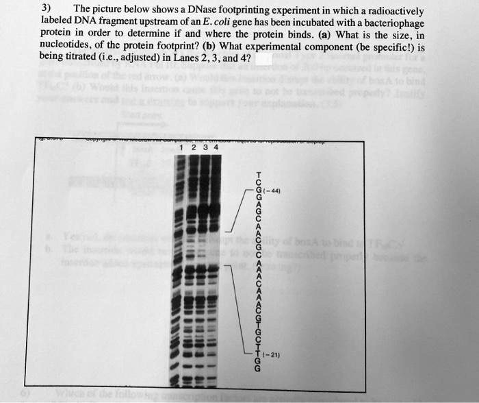 the picture below shows dnase footprinting experiment in which ...
