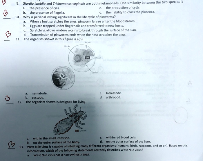 9. Giardia lamblia and Trichomonas vaginalis are both metamonads. One ...