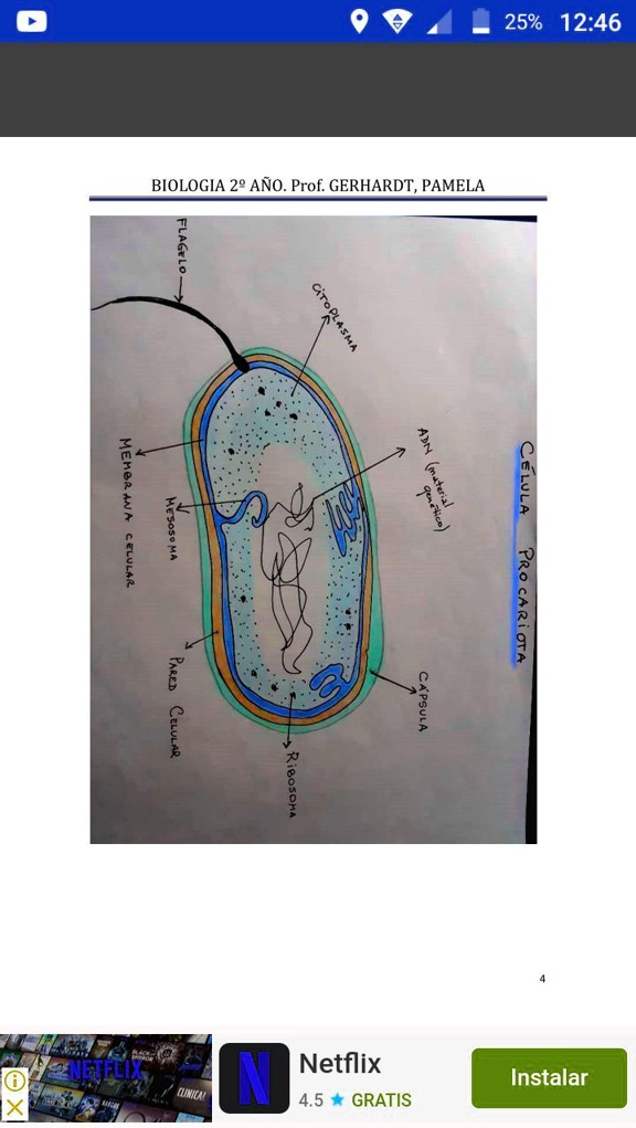 SOLVED: Decir de que célula son las partes Célula procariota, célula ...