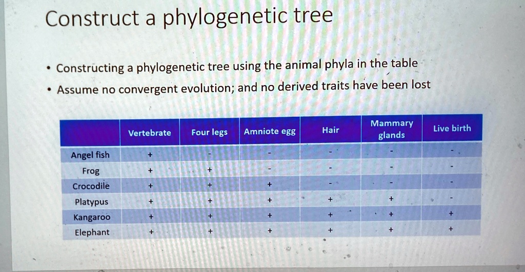 Construct a phylogenetic tree • Constructing a phylogenetic tree using the animal phyla in the ...