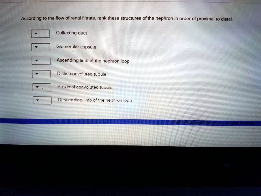 According to the flow of renal filtrate, rank these structures of the ...