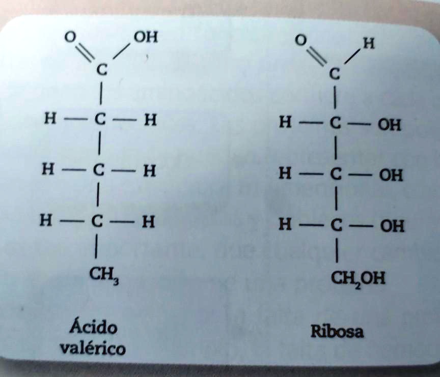 1 observen con atencion la estructura del monosacarido ribosa y del ...