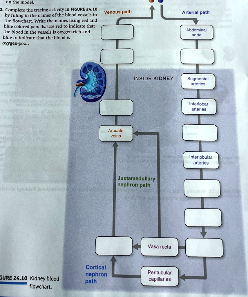 on the model. Venous path Arterial path 3. Complete the tracing ...
