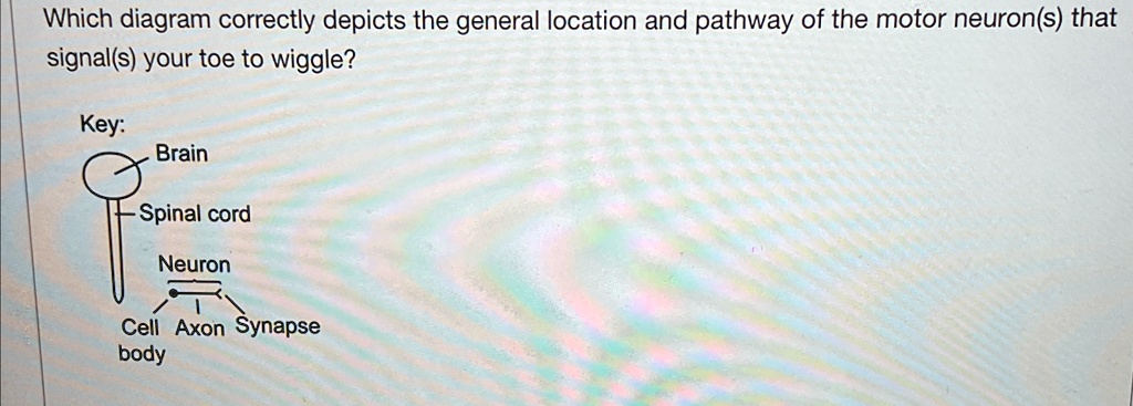 Which diagram correctly depicts the general location and pathway of the ...