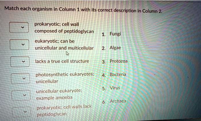 SOLVED: Match each organism in Column 1 with its correct description in Column 2. Fungi ...