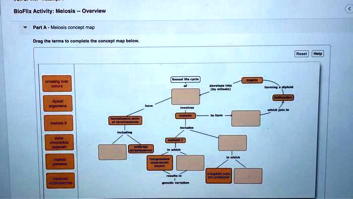 BioFlix Activity: Meiosis - Overview Part A - Meiosis concept map Drag ...