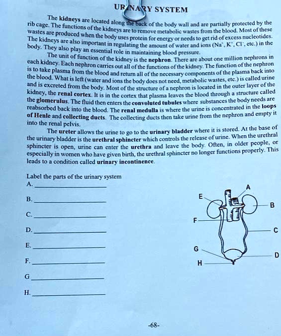 urinary system into the renal pelvis leads to a condition called ...