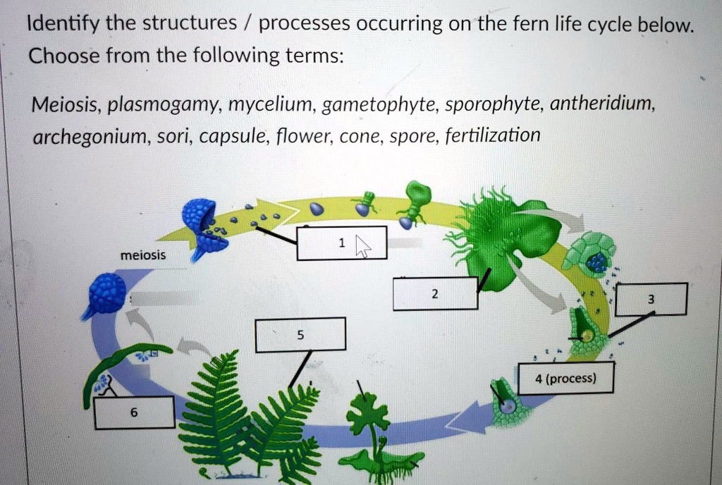 Identify the structures processes occurring on the fern life cycle ... Identify the structures processes occurring on the fern life cycle ...